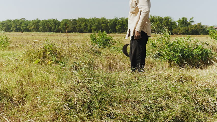 Farmer Using a Sickle for Stock Footage Video (100% Royalty-free ...