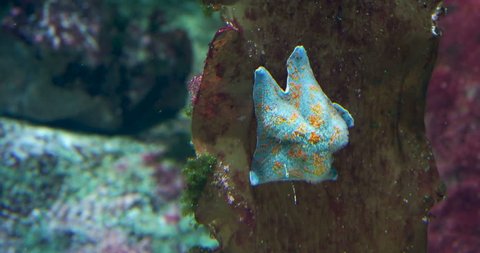 Patiria Pectinifera Blue Bat Star Starfish Stock Footage Video (100% ...