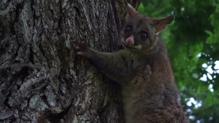 Australian Possum in a Tree Stock Footage Video (100% Royalty-free ...
