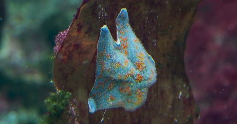 Patiria Pectinifera Blue Bat Star Starfish Stock Footage Video (100% ...