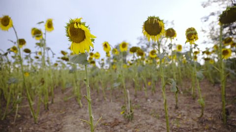 Hail Storm Destroyed Sunflowers On Field Stock Footage Video (100% ...