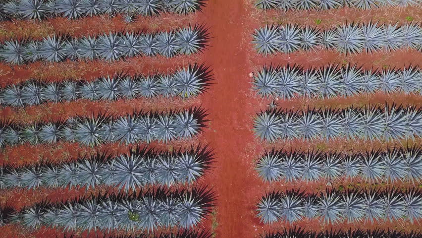 agave field 4k aerial birds eye Stock Footage Video (100% Royalty-free ...