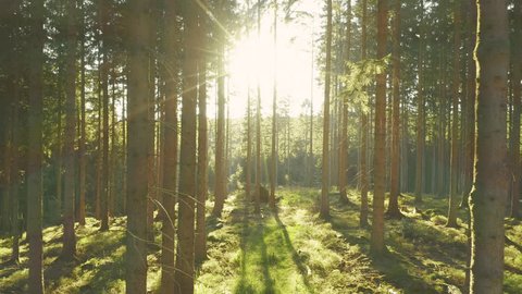 Beautiful Nature Pristine Forest Long Trees Stock Footage Video (100% ...