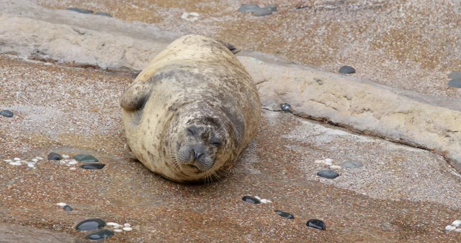 octopus vulgaris using jet propulsion shot Stock Footage Video (100% ...