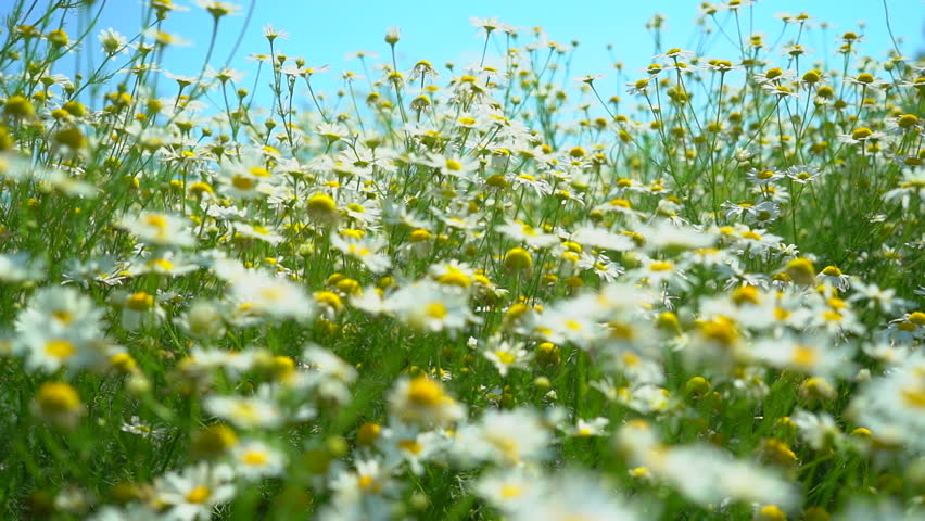 Chamomile Field Chamomile Field Close Stock Footage Video 100