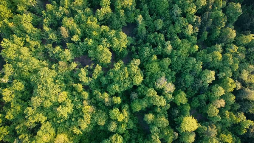 above woods Stock Footage Video (100% Royalty-free) 1021328914 ...