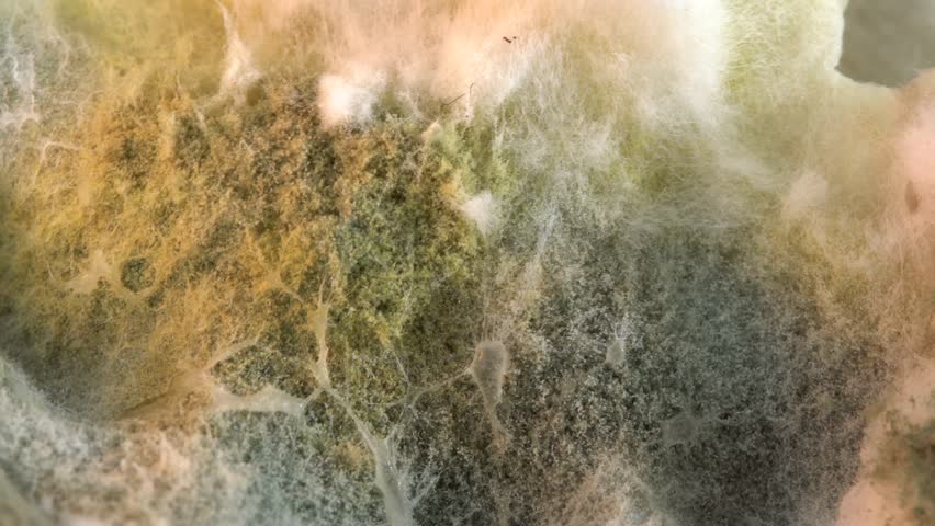 Rotten Milk Stock Video Footage - 4K and HD Video Clips | Shutterstock