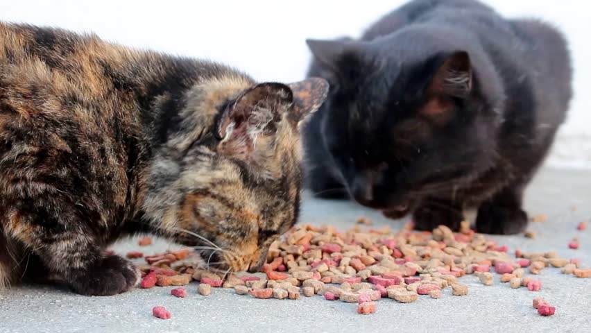 Portfólio de vídeos stock de Ana Fidalgo | Shutterstock