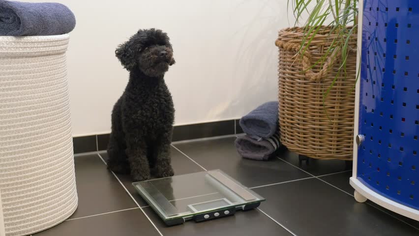 Fat Dog Videos: 4K and HD Video Clips for Download