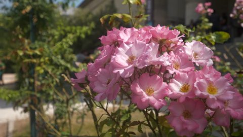 Pale Pink Penstemon Bredon Flower Stock Photo 1516660379 | Shutterstock