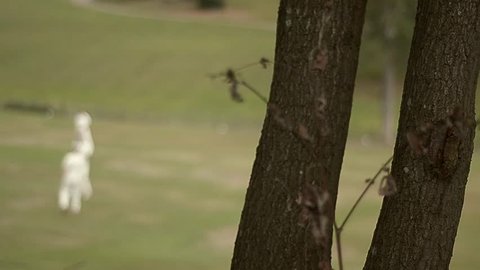 Enjoying Game Cricket Countryside Stock Footage Video (100% Royalty ...