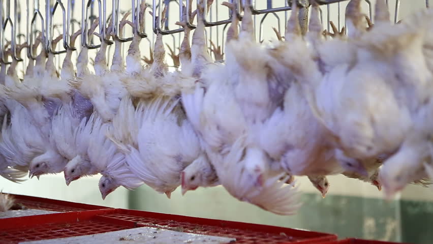 Chicken Processing Line Poultry Farm Chicken Stock Footage Video (100% ...