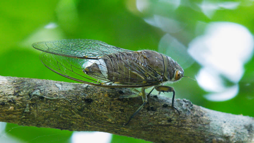 Macro Cicada Sits On Tropical Stock Footage Video (100% Royalty-free ...
