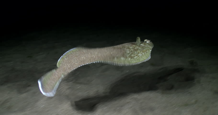 sole flounder microchirus azevia swimming by Stock Footage Video (100% ...