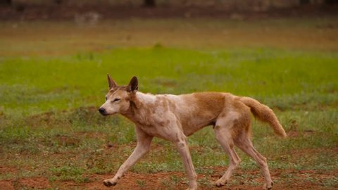 4k Dingo Australian Desert Approaches Pond Stock Footage Video (100% ...