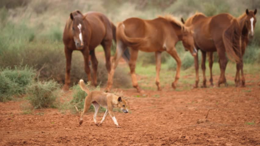 4k group 3 dingoes running near Stock Footage Video (100% Royalty-free ...