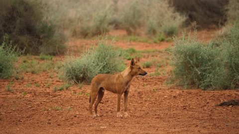 4k Dingo Canis Lupus Dingo Middle Stock Footage Video (100% Royalty ...