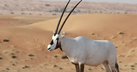 Portrait Close Rare White Arabian Oryx Stock Footage Video (100% ...