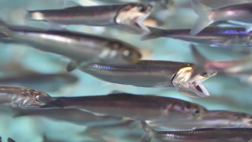 Close up School of Fish Stock Footage Video (100% Royalty-free ...