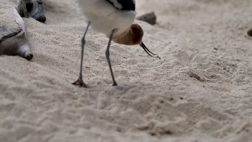 Black-necked Stilt -- Himantopus mexicanus image - Free stock photo ...