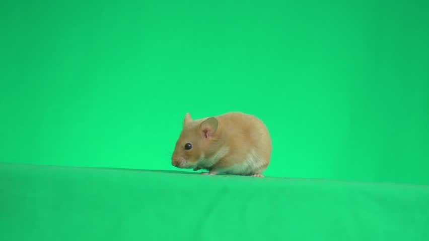 syrian hamster on green screen Stock Footage Video (100% Royalty-free ...