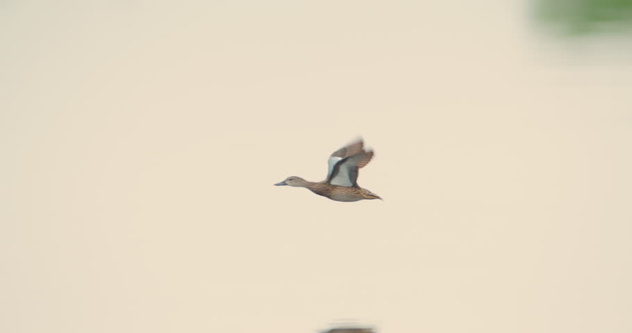 spectacular shot ducks - blue-winged teal Stock Footage Video (100% ...