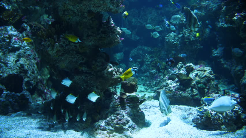Sand Colored Fish in the tank image - Free stock photo - Public Domain ...