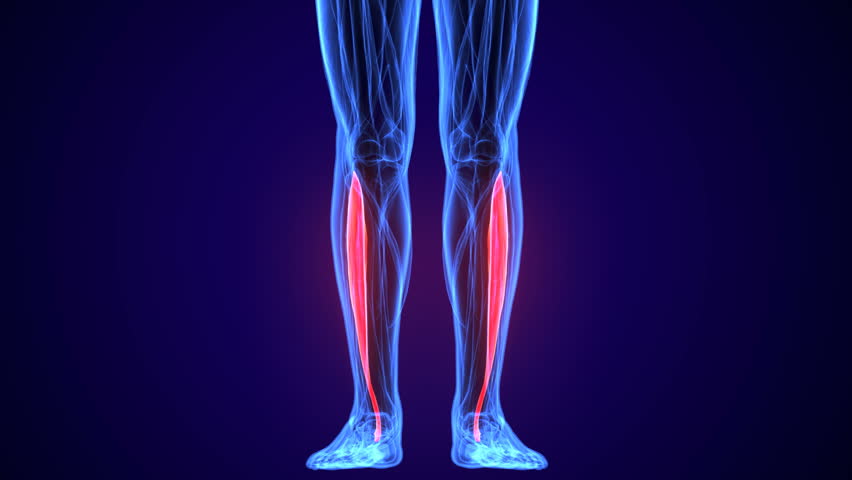 Muscle Anatomy Upper Leg Stock Video Footage - 4K and HD Video Clips ...