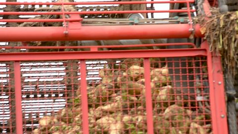 Beet Harvester Machine Stock Footage Video (100% Royalty-free ...