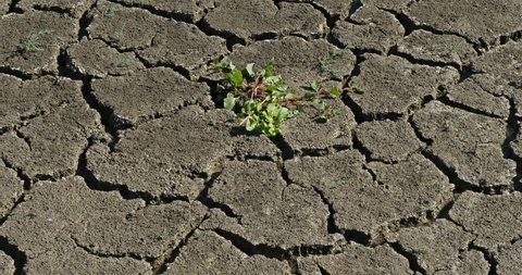 Dying Plant Dry Soil Timelapse Drought Stock Footage Video (100% ...