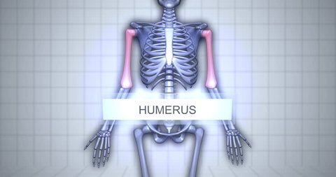 3d Animated Medical Skeleton Animation Humerus Stock Footage Video (100 ...