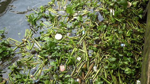 Water Hyacinth Garbage On River Stock Footage Video (100% Royalty-free ...