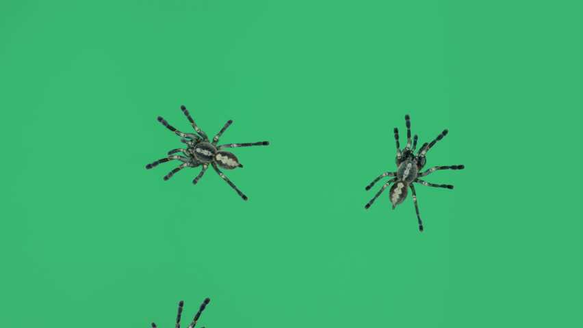 Black Spiders Slowly Crawling in Stock Footage Video (100% Royalty-free ...