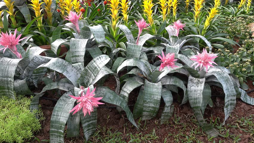Pink Bromeliad Flower in Garden Stock Footage Video (100% Royalty-free ...