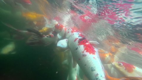 Koi Fish Pond Underwater Koi Nishikigoi Stock Footage Video (100% ...