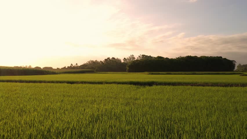 Rice Planting in Southern Brazil. Stock Footage Video (100% Royalty ...