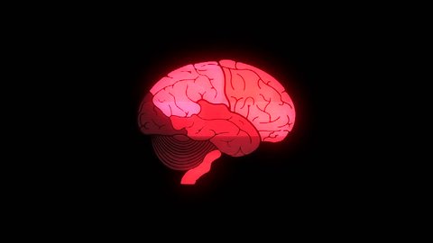 Engraving Drawing Bright Red Human Brain Stock Vector (Royalty Free ...