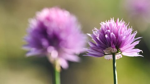 Red Jarvara Flower Decoration Stock Footage Video (100% Royalty-free ...