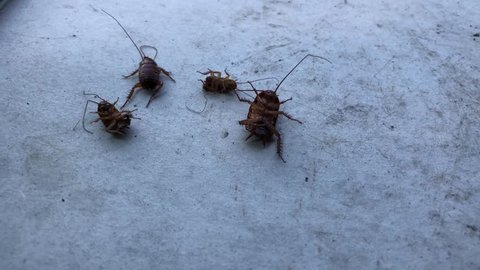 Cockroaches Roaches Walk On Floor Dark Stock Footage Video (100% ...