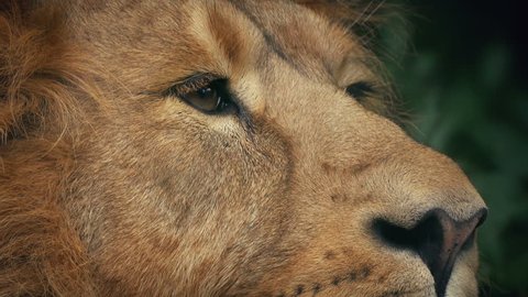Lion Pricks Ears Jungle Stock Footage Video (100% Royalty-free ...