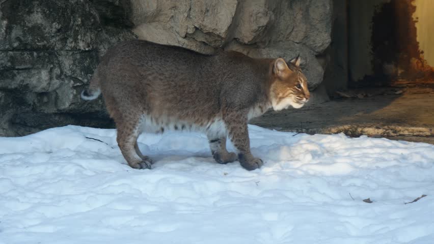 bobcat nature preserve near green bay Stock Footage Video (100% Royalty ...