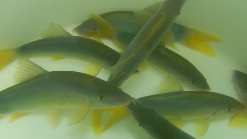 Orange finned loach Stock Video Footage - 4K and HD Video Clips ...