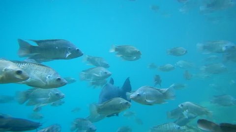 Overpopulated Sea Plenty Fishes Chaotic Shoal Stock Footage Video (100% ...