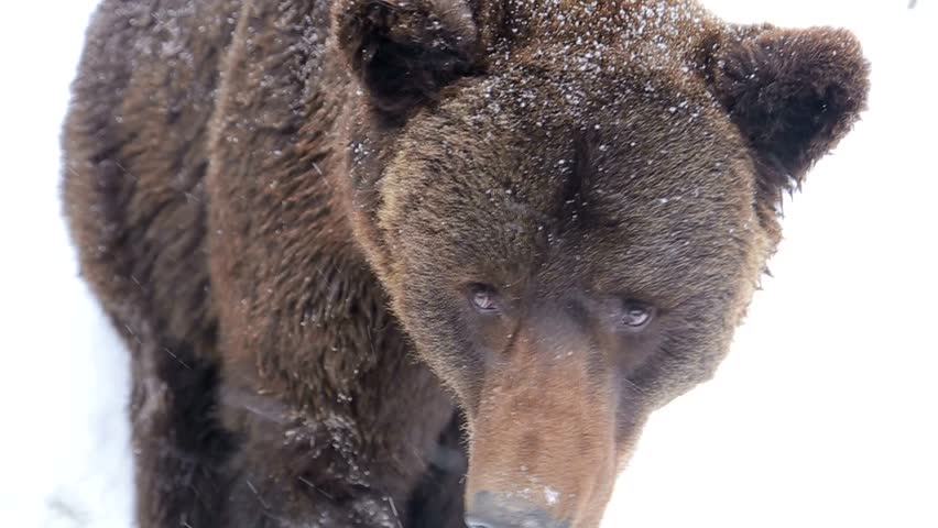 macro portrait brown bear world's most Stock Footage Video (100% ...