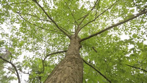 Angle Oak Tree Johns Island South Stock Photo 530497045 | Shutterstock