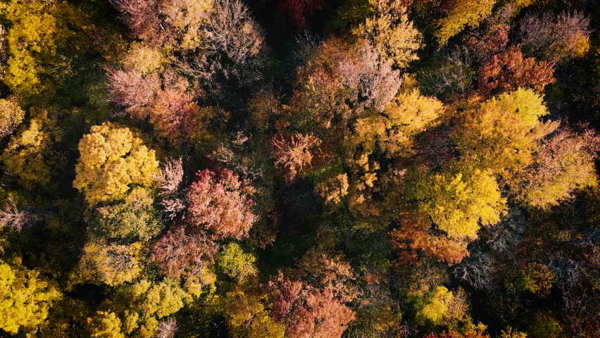 Slowly Zooming Out of Forest Stock Footage Video (100% Royalty-free ...