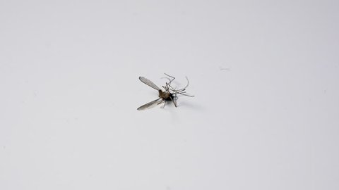 Dying Mosquito Lying On Back On Stock Footage Video (100% Royalty-free ...