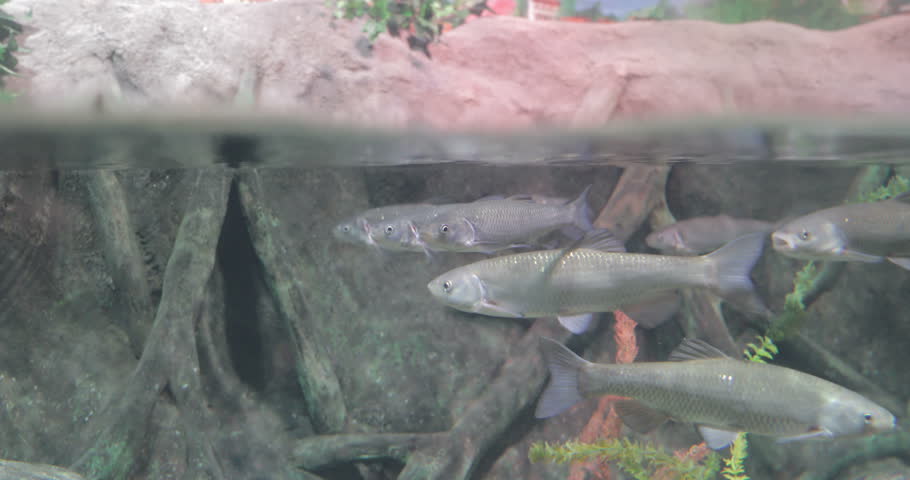 European Chub - Squalius cephalus image - Free stock photo - Public ...