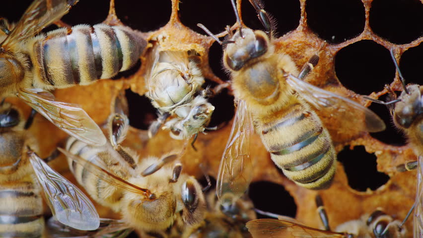 birth new life - newborn bee Stock Footage Video (100% Royalty-free ...