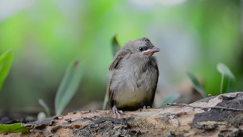 Young Bird standing on log image - Free stock photo - Public Domain ...